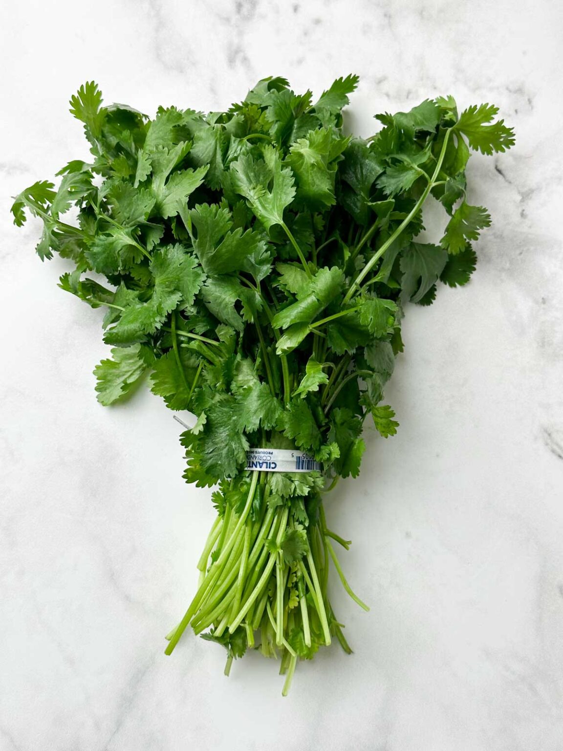How to Store Cilantro (Buy, Clean, Cut, & Use) - Indian Veggie Delight
