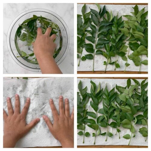 How to Store Curry Leaves - Indian Veggie Delight